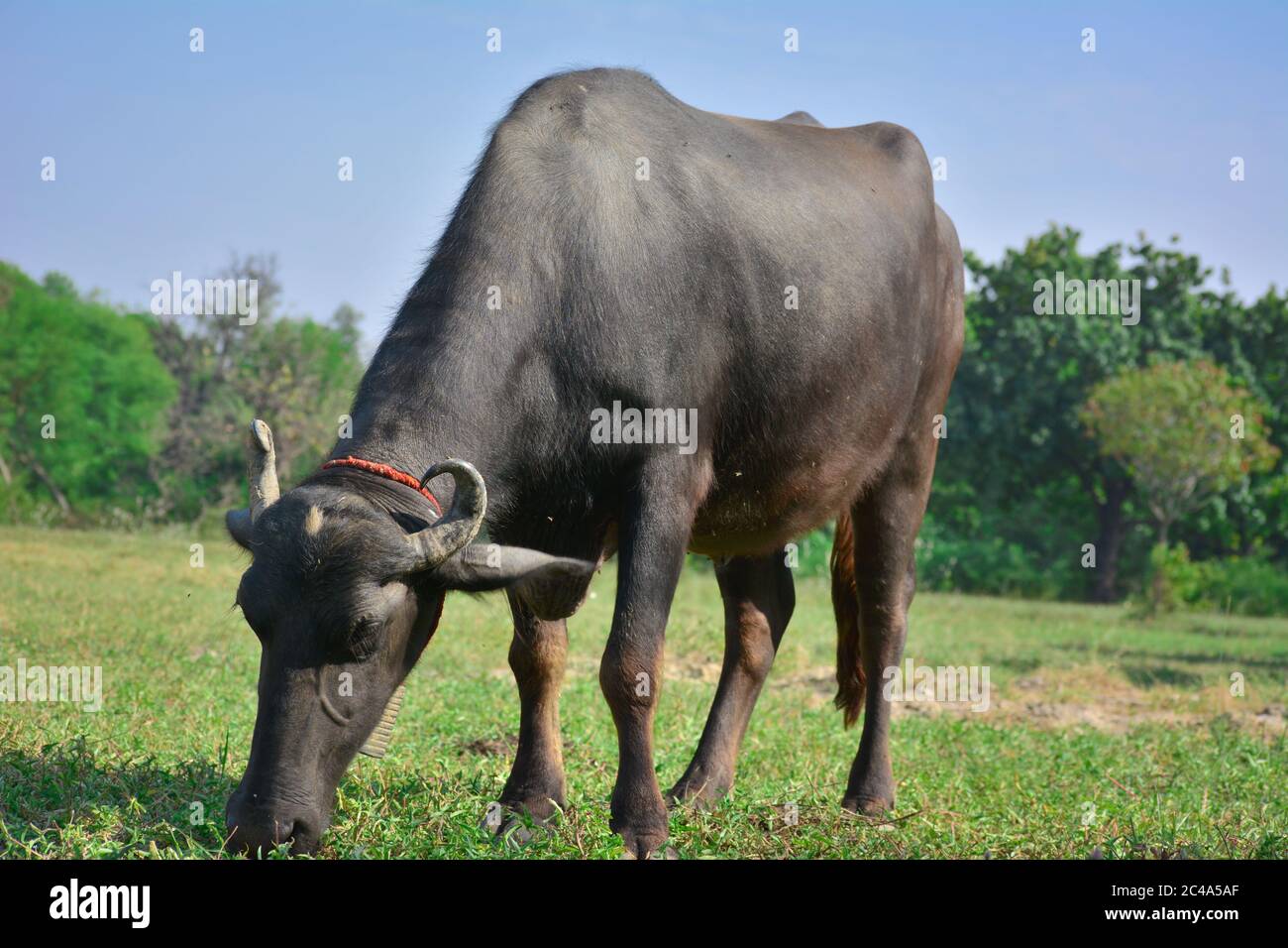 Indian Buffallo High Resolution Stock Photography and Images - Alamy