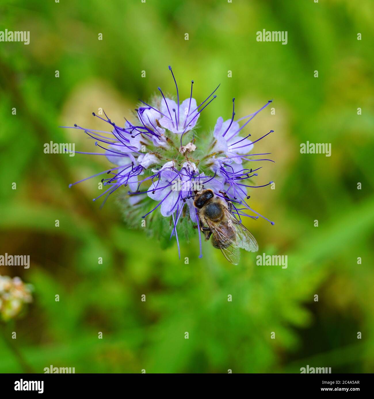 Busy bee in wildflower meadow Stock Photo - Alamy