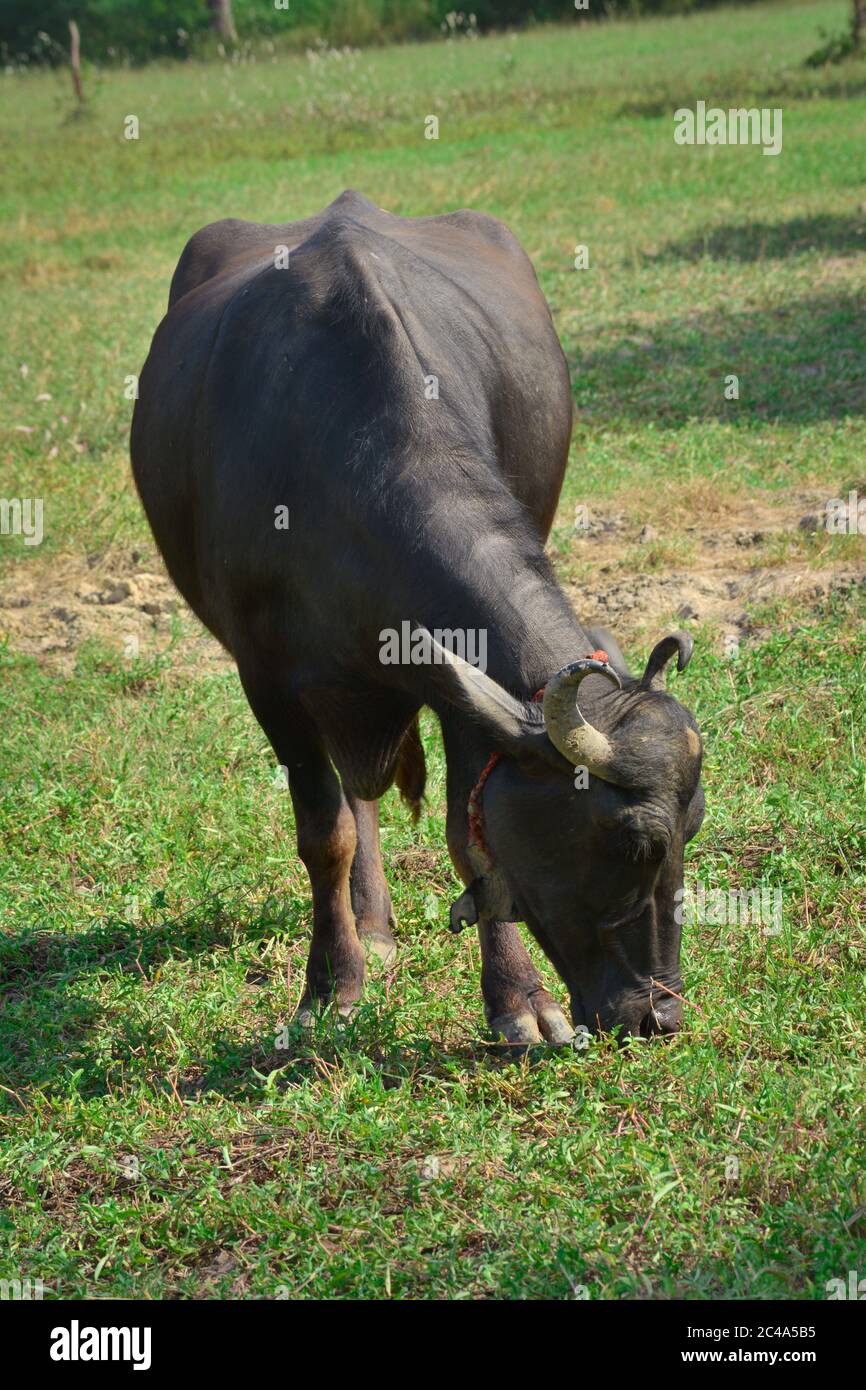Indian buffalo grazing in the meadow Stock Photo - Alamy