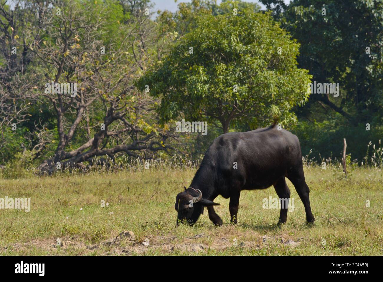 Indian Buffallo High Resolution Stock Photography and Images - Alamy