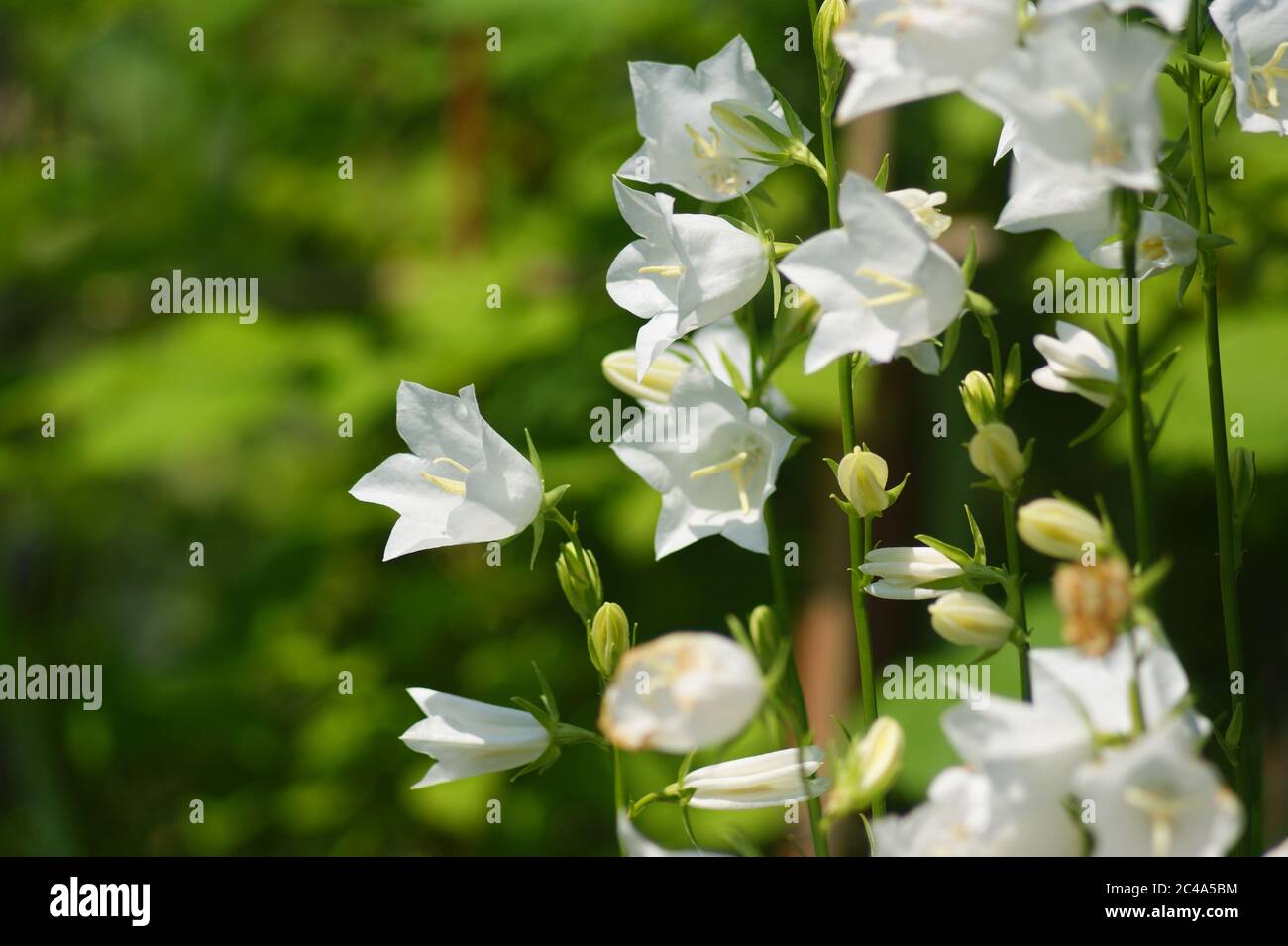 Snow Bells Flowers High Resolution Stock Photography and Images - Alamy