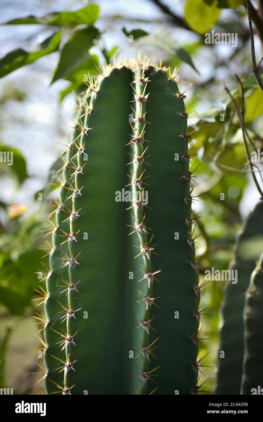 Beautiful cactus tree with green plant forest background Stock Photo ...
