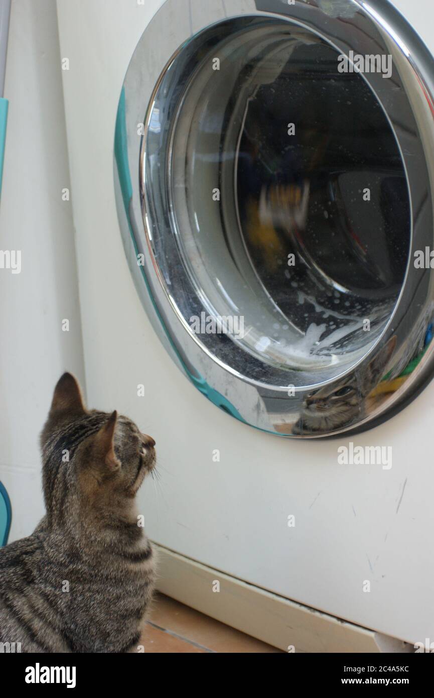Curious tabby cat kitten playing with the tumbling laundry in the ...