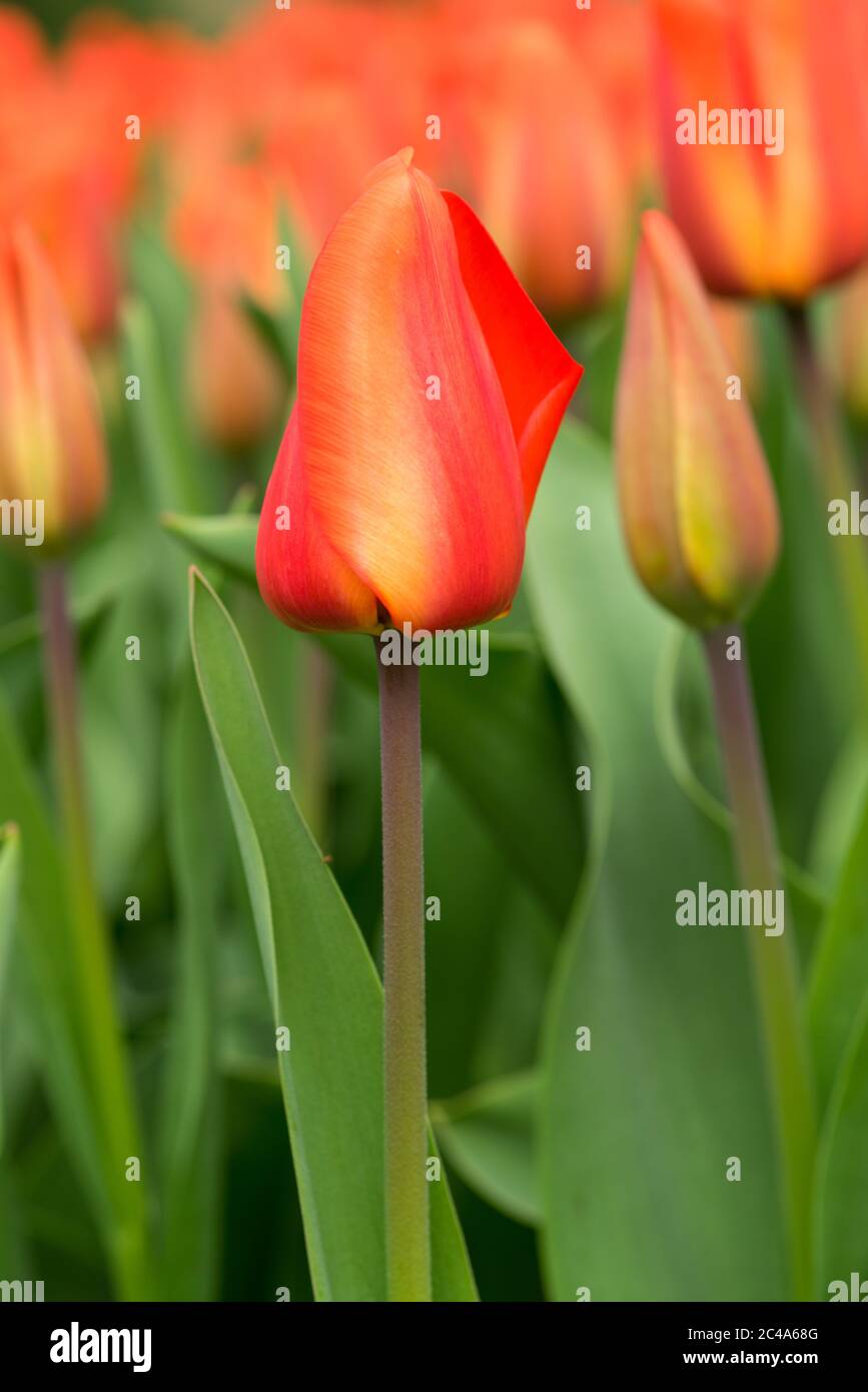 Floracolor hi-res stock photography and images - Alamy
