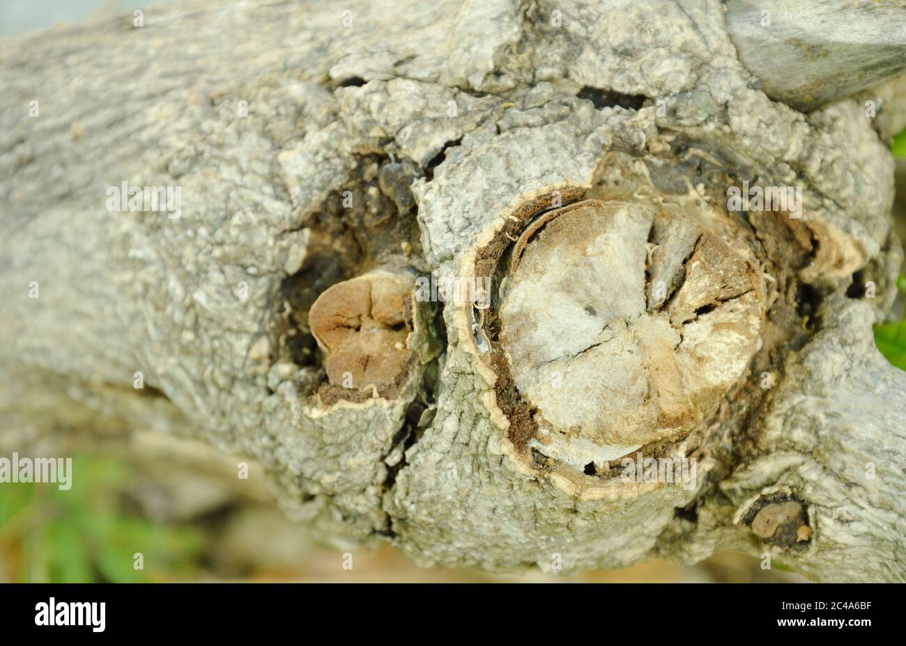 timber cutting texture and background in garden Stock Photo - Alamy