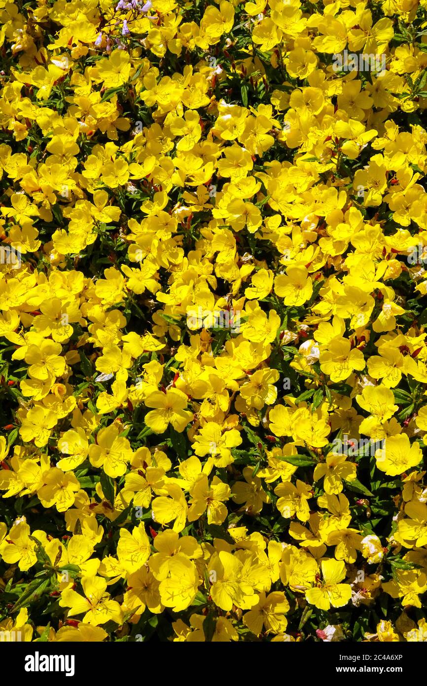 Sundrops Oenothera 'Fireworks' Stock Photo - Alamy