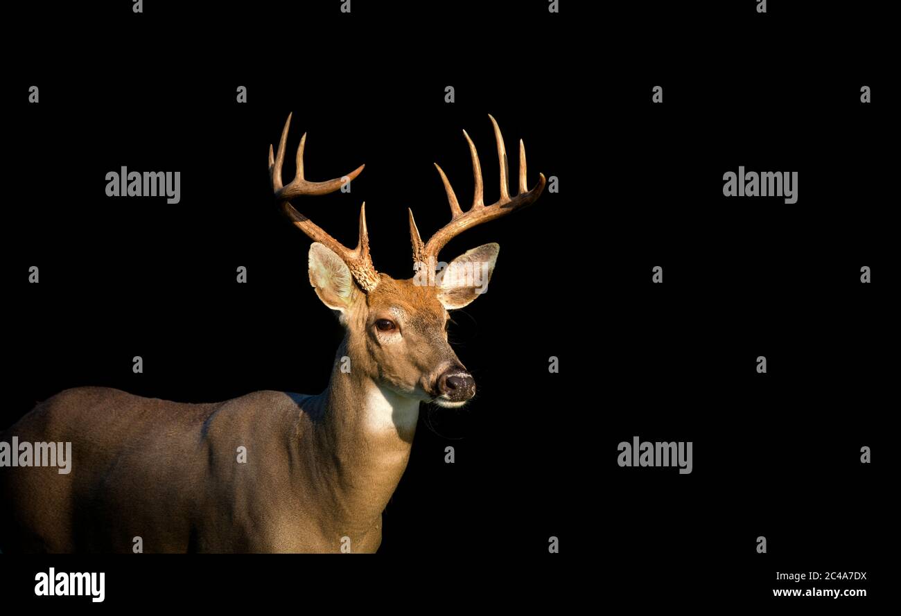 Large 12-point whitetail deer buck in a meadow in Jefferson Barracks ...