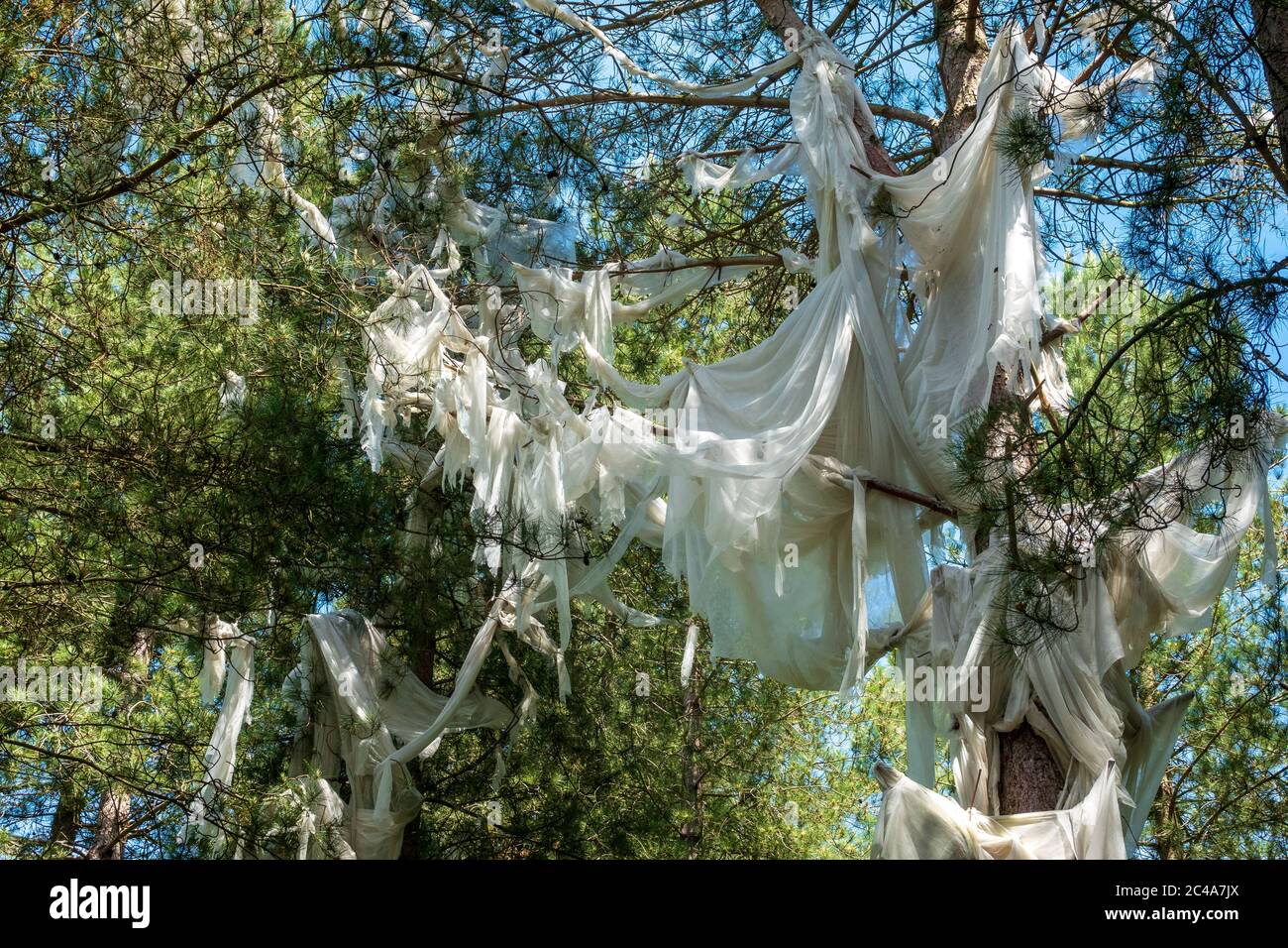 A tree in a pine forest draped in wind blown agricultural thermal ...