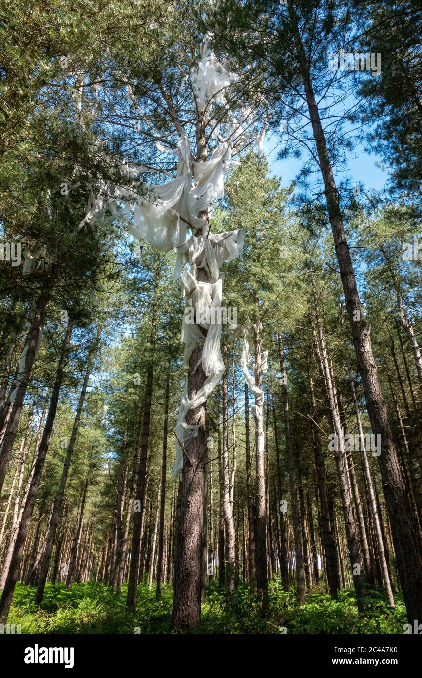 A tree in a pine forest draped in wind blown agricultural thermal ...