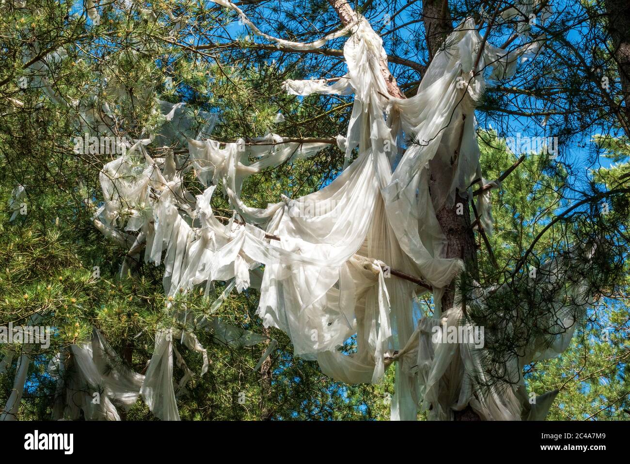 A tree in a pine forest draped in wind blown agricultural thermal ...
