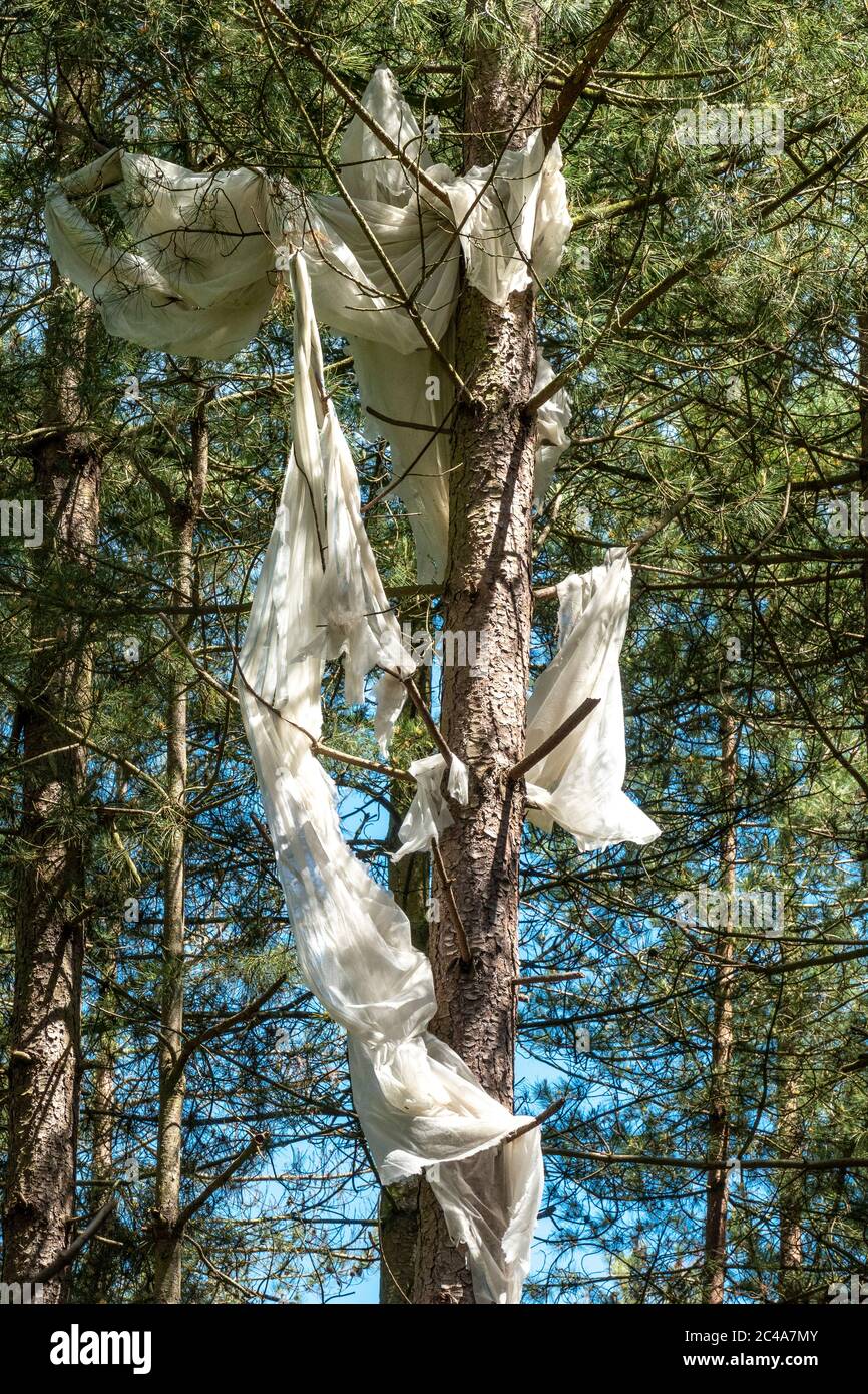 A tree in a pine forest draped in wind blown agricultural thermal ...