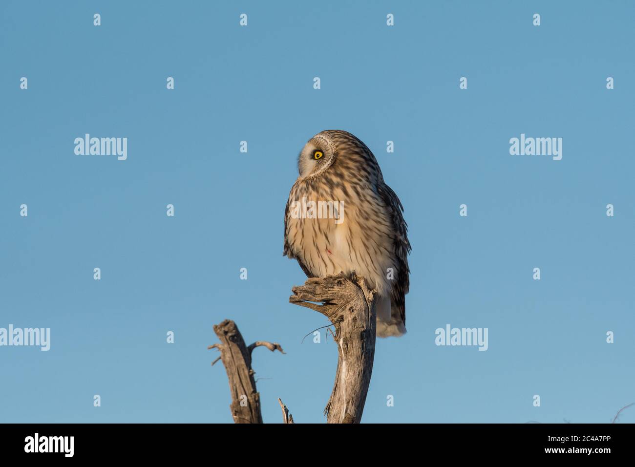 Portrait of a short eared owl with blue sky Stock Photo - Alamy