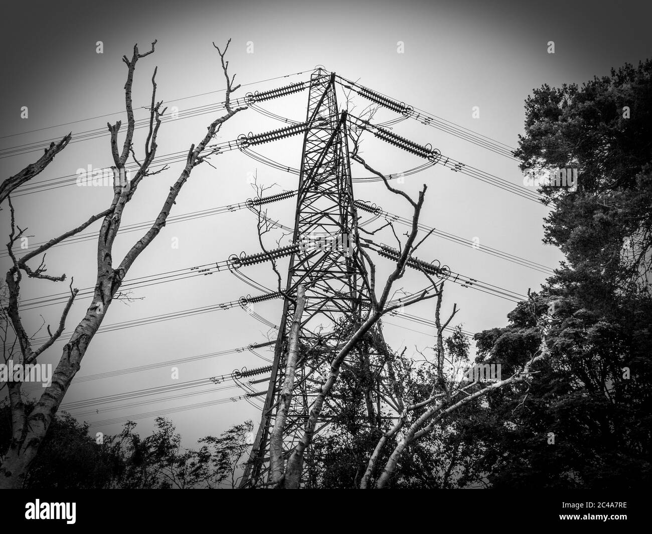 A high voltage electricity pylon with a dead tree in the foreground ...