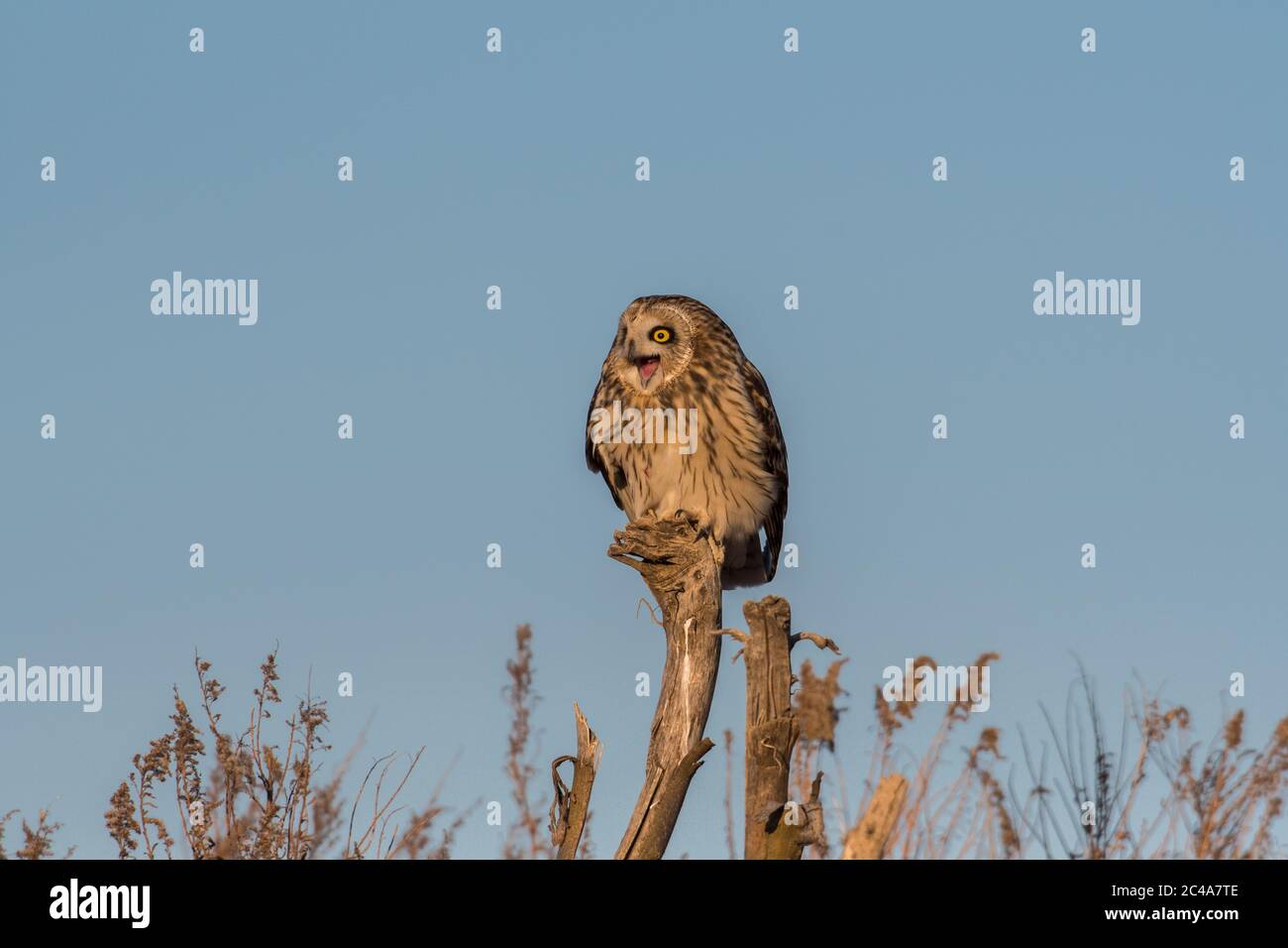 Owl with beak open hi-res stock photography and images - Alamy