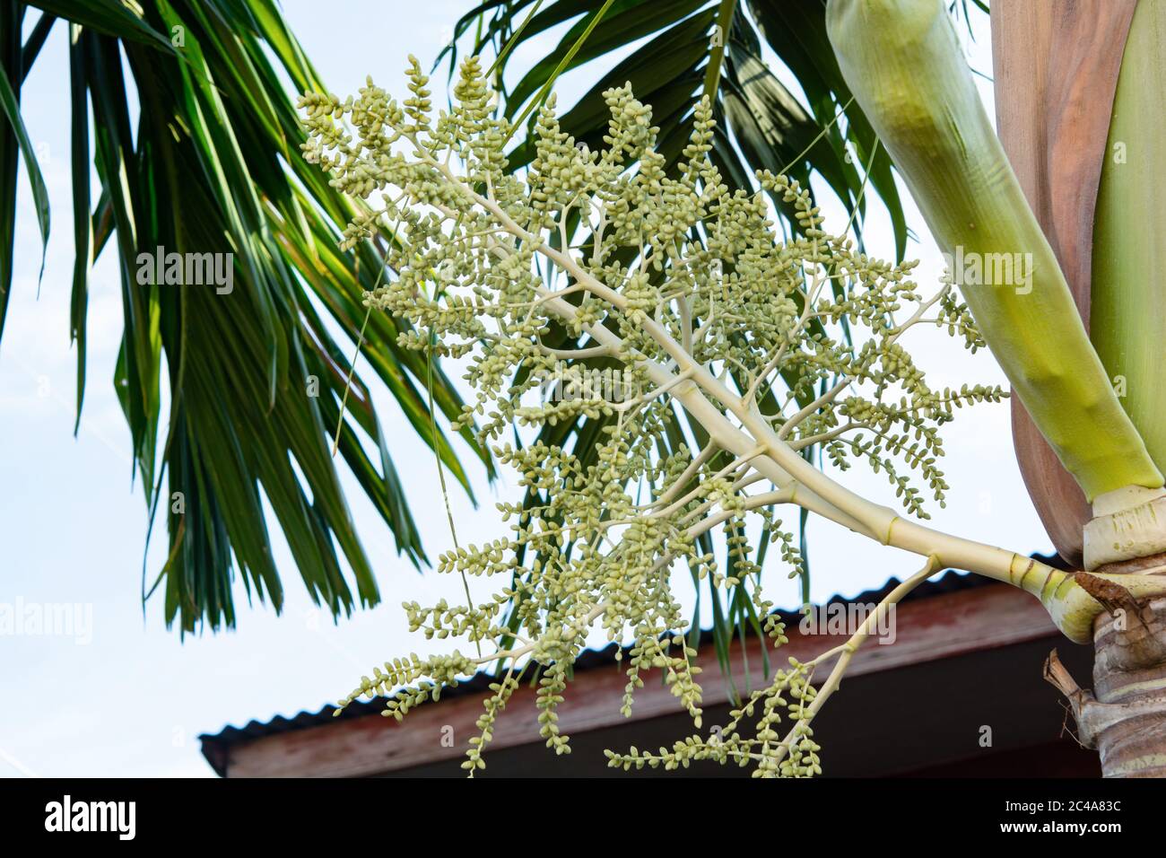 Areca flower hi-res stock photography and images - Alamy