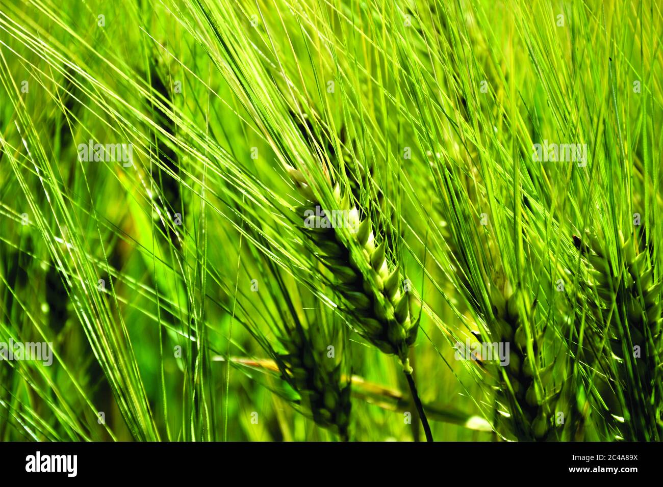 Wheat flower hi-res stock photography and images - Alamy