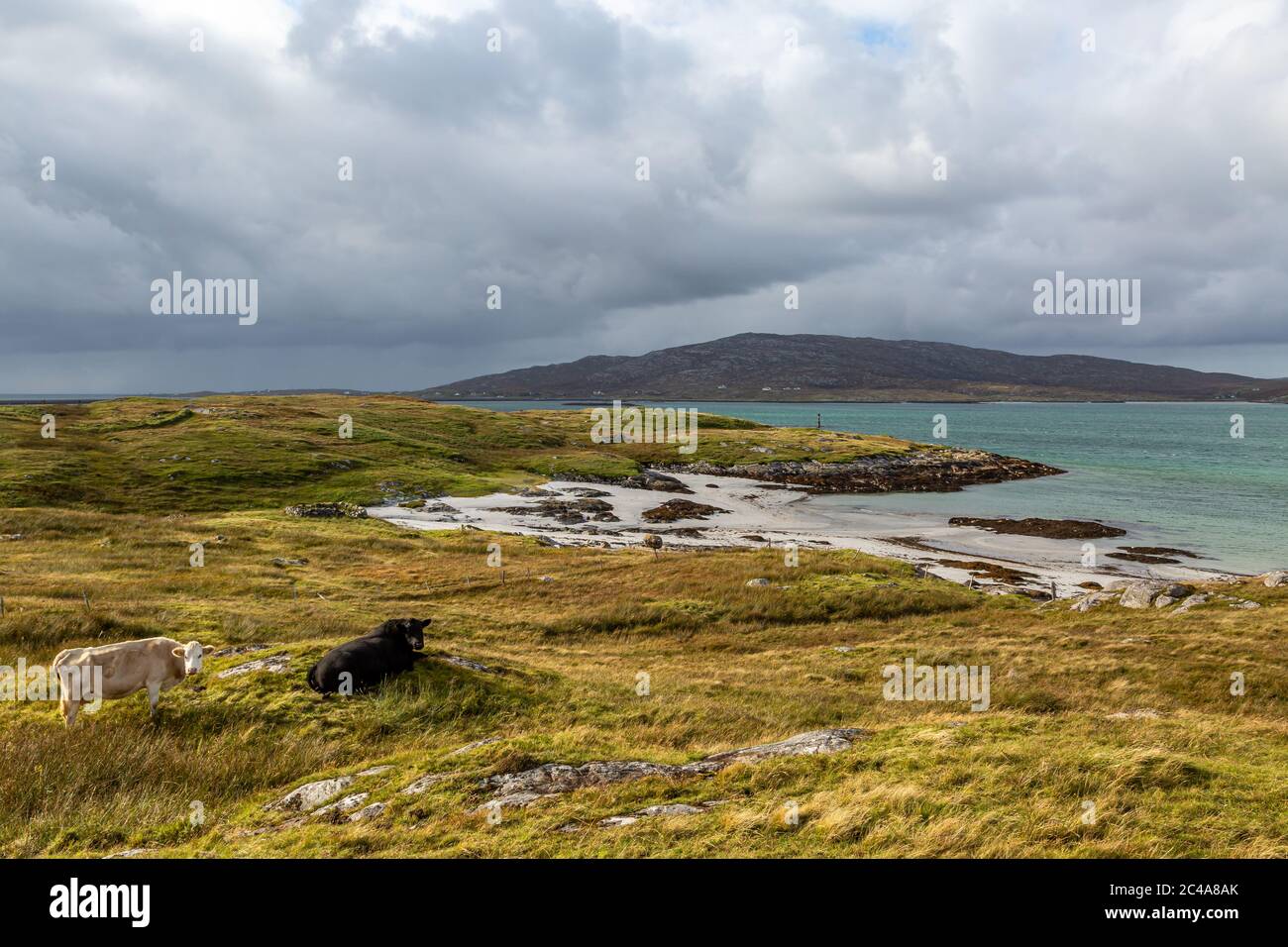 Cows near the beach on the Hebridean island of Eriskay Stock Photo - Alamy