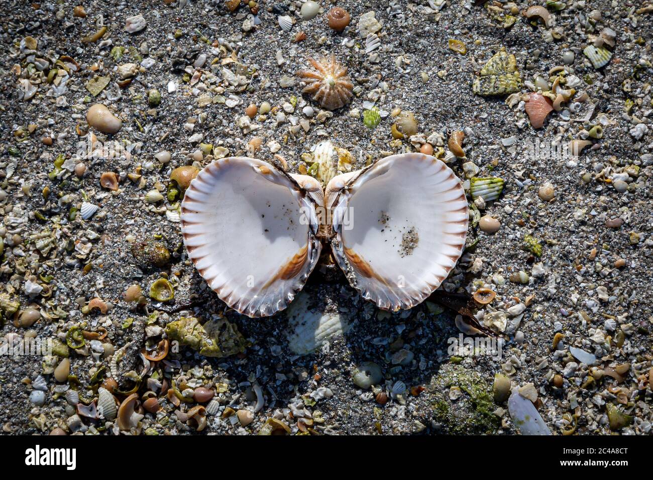 Seashell shingle hi-res stock photography and images - Alamy