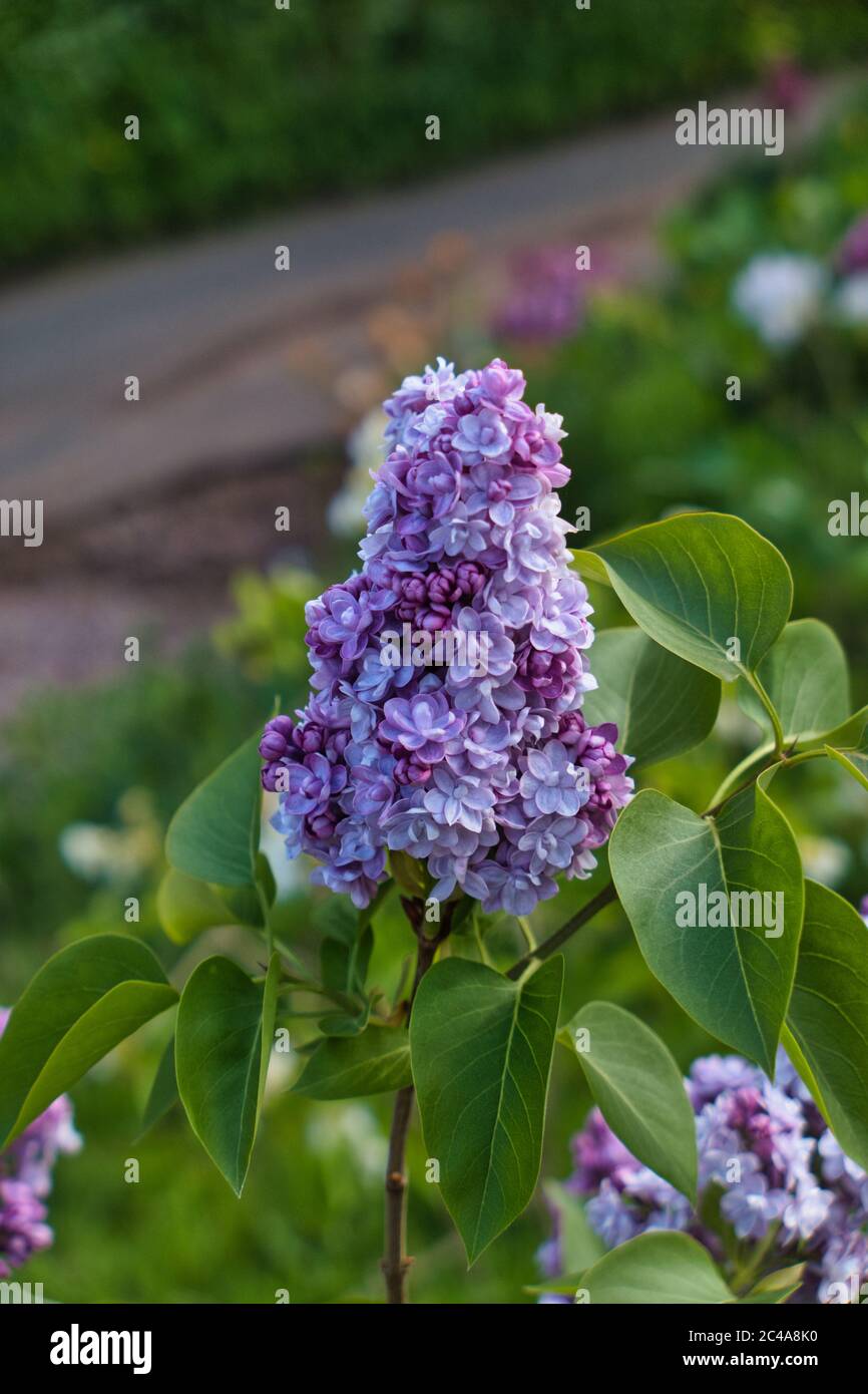 Purple lilac Stock Photo - Alamy