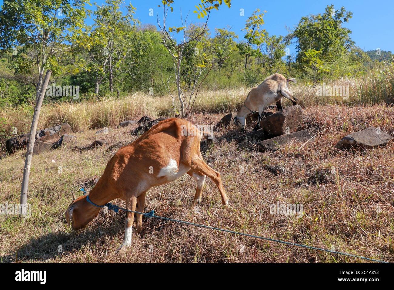 Rope tied goat hi-res stock photography and images - Alamy