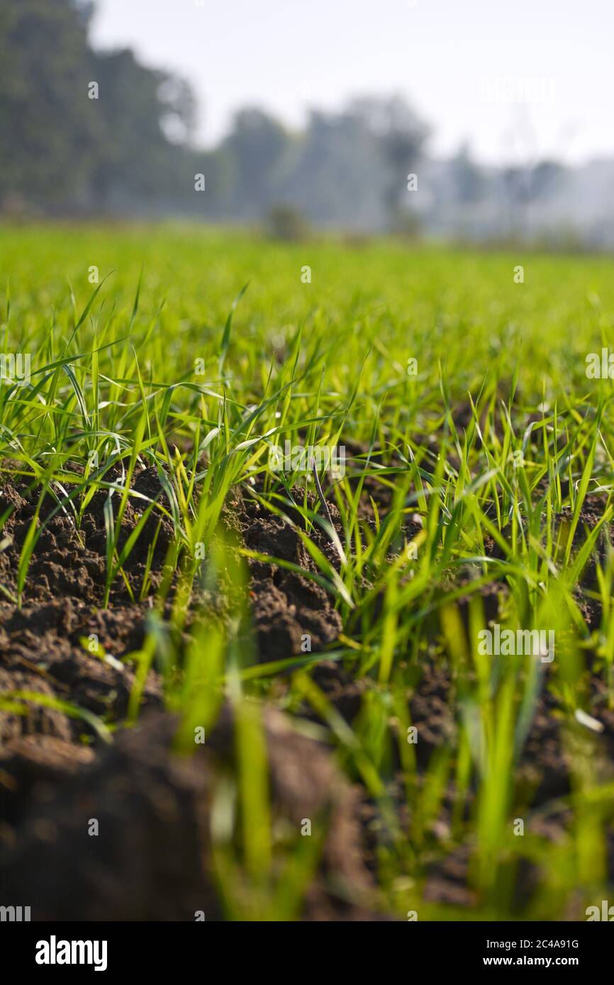 Young wheat seedlings growing in a soil Stock Photo - Alamy