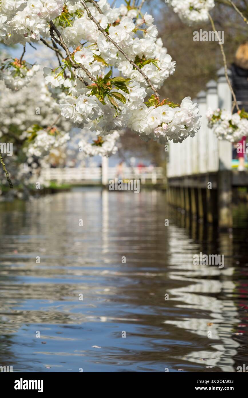 Tree flowers over brook hi-res stock photography and images - Alamy