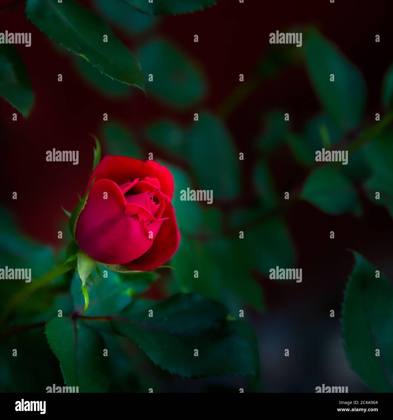 A red rose flower blooms in Ankeny, Iowa Stock Photo - Alamy