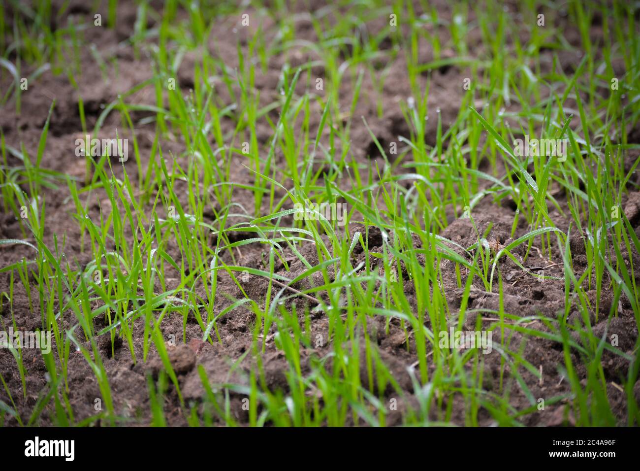 Wheat soil hi-res stock photography and images - Alamy