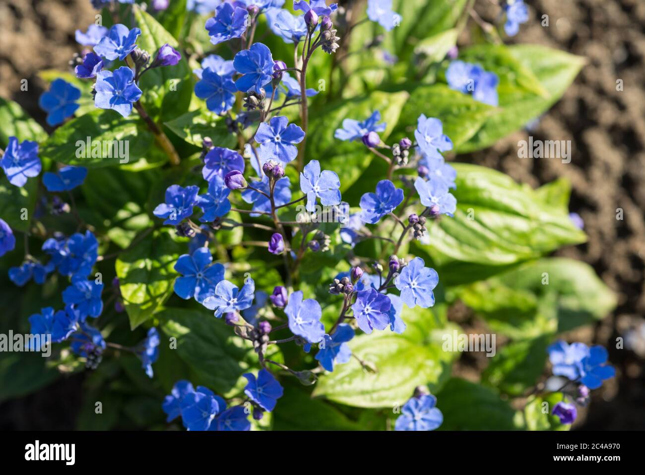 Beautiful inflorescence of brunnera macrophylla close up. Picturesque ...