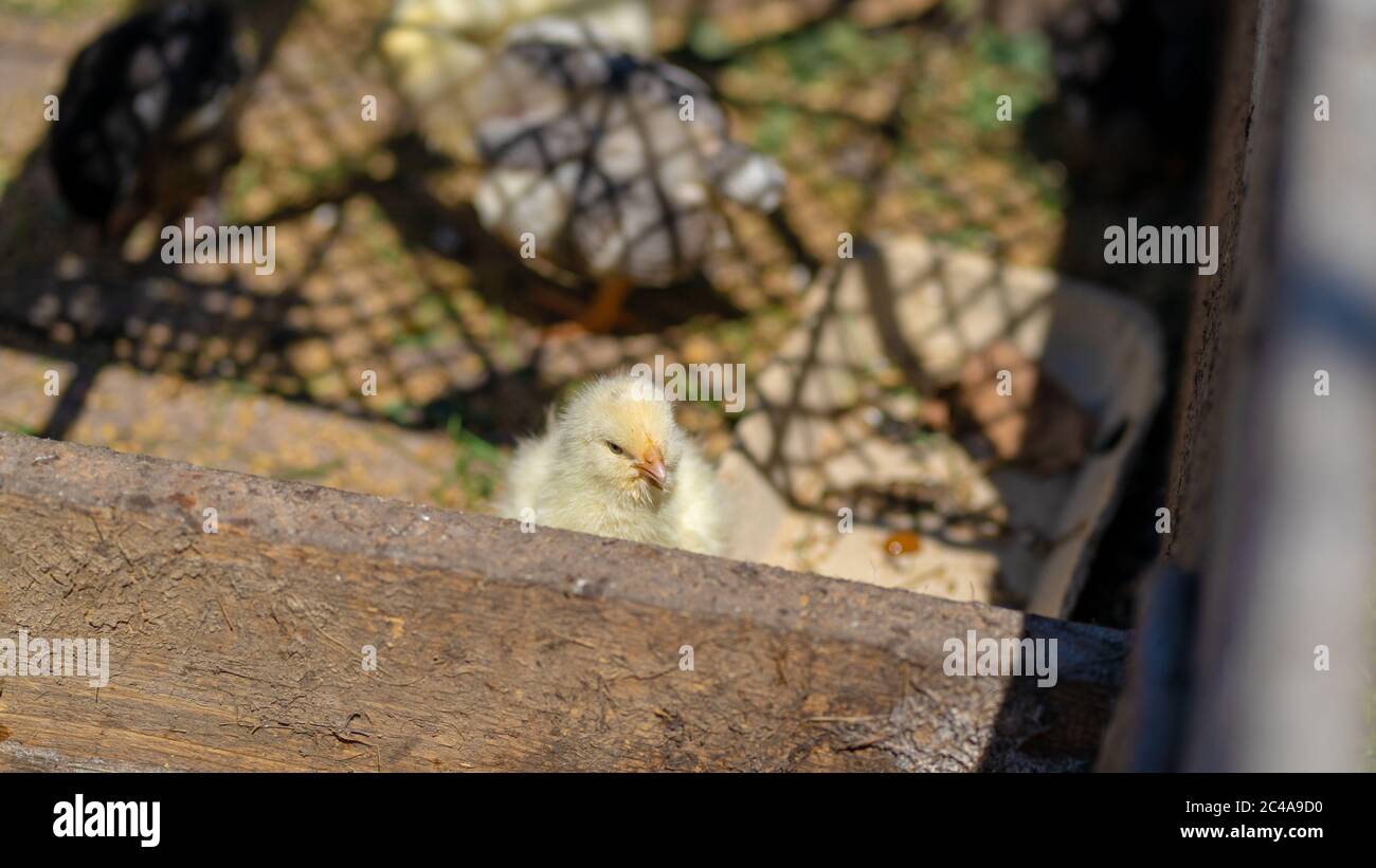 Group different farm animals hi-res stock photography and images - Alamy