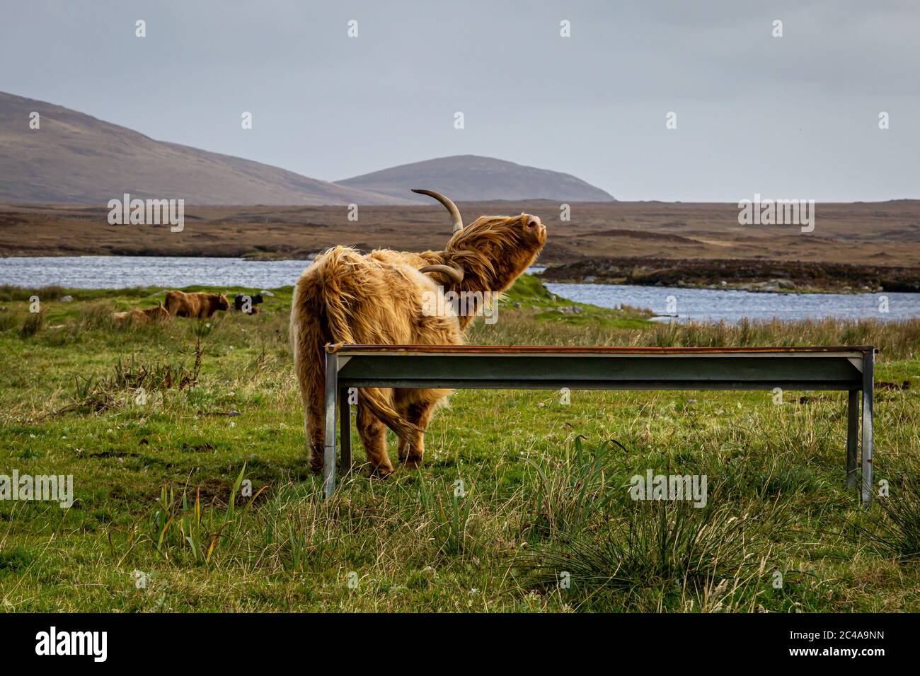A highland cow with head tilted back whilst mooing, on the Hebridean ...