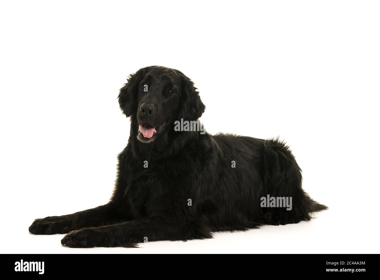 Black flatcoated retriever dog studio shot full body Stock Photo - Alamy