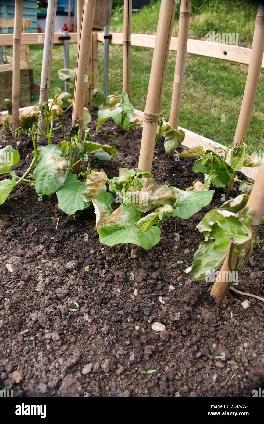 Wind damage to bean plants Stock Photo - Alamy