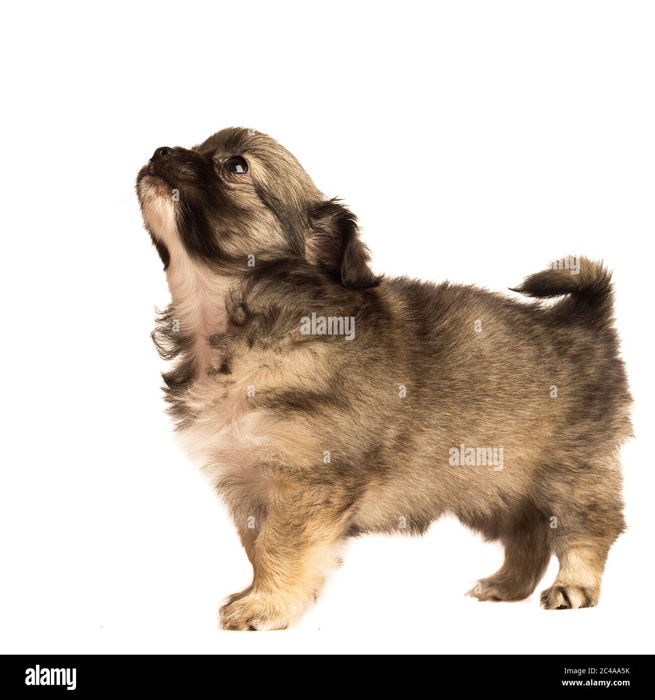 Cute little chihuahua puppy isolated in white background side view ...