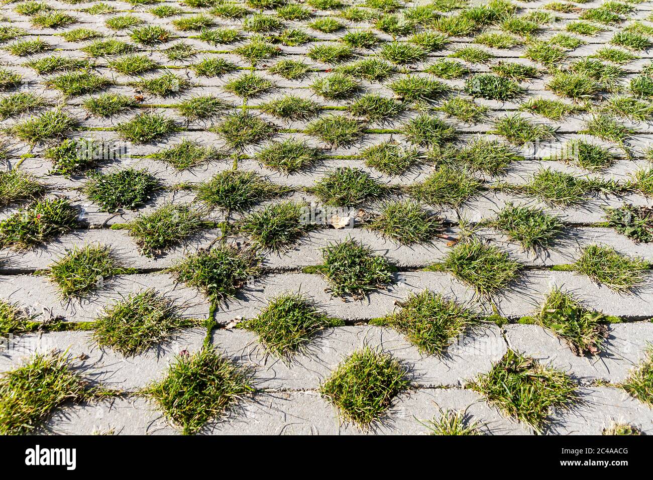 Green grass between the sidewalk square tiles. Grass and cement ...