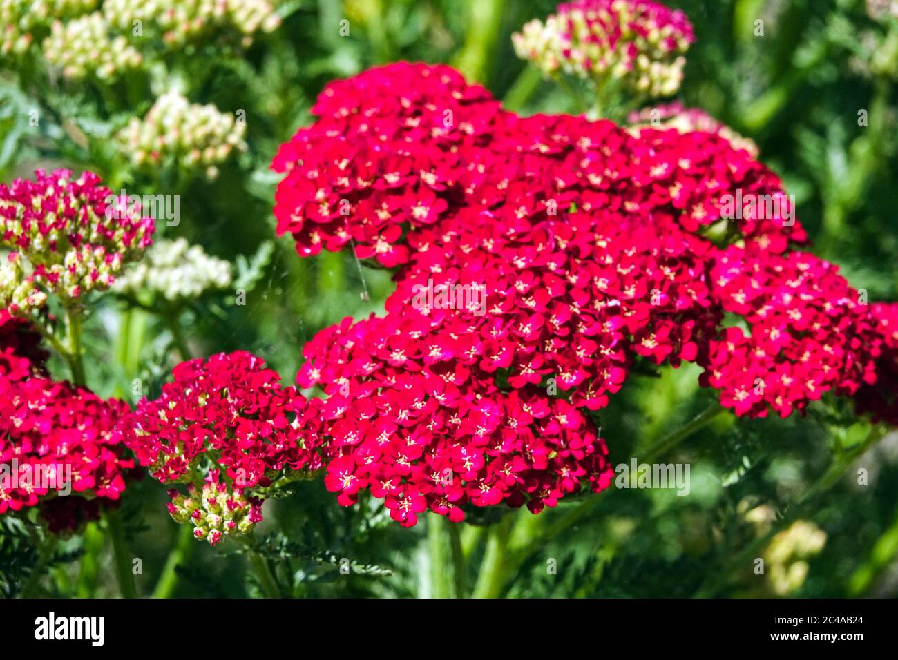 June blossoms plant achillea millefolium full bloom hi-res stock ...
