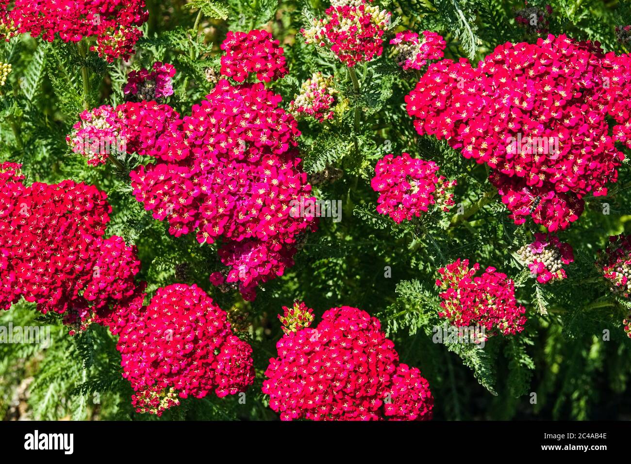 Achillea red velvet hi-res stock photography and images - Alamy