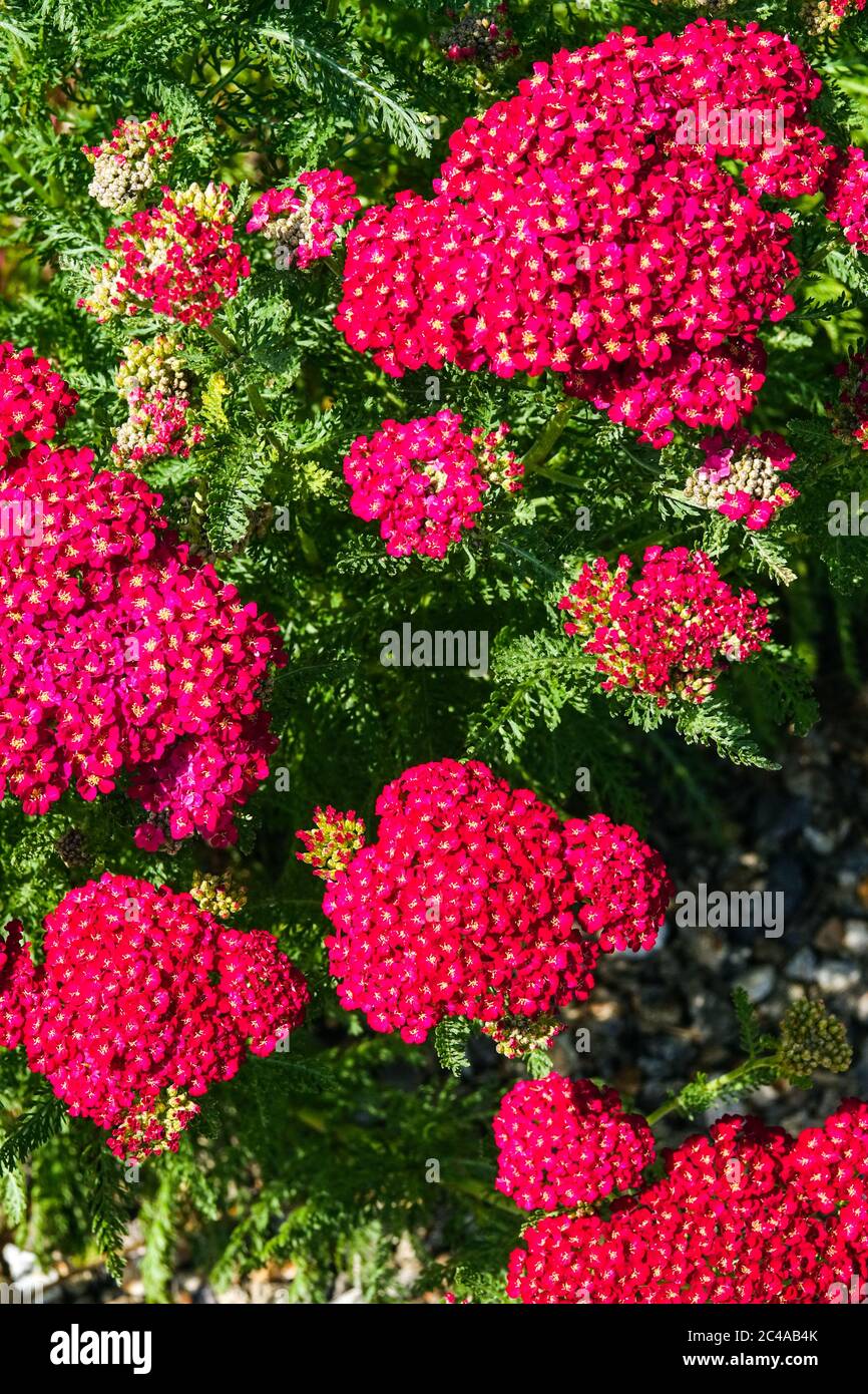 Achillea millefolium Red Velvet, red yarrow Stock Photo - Alamy