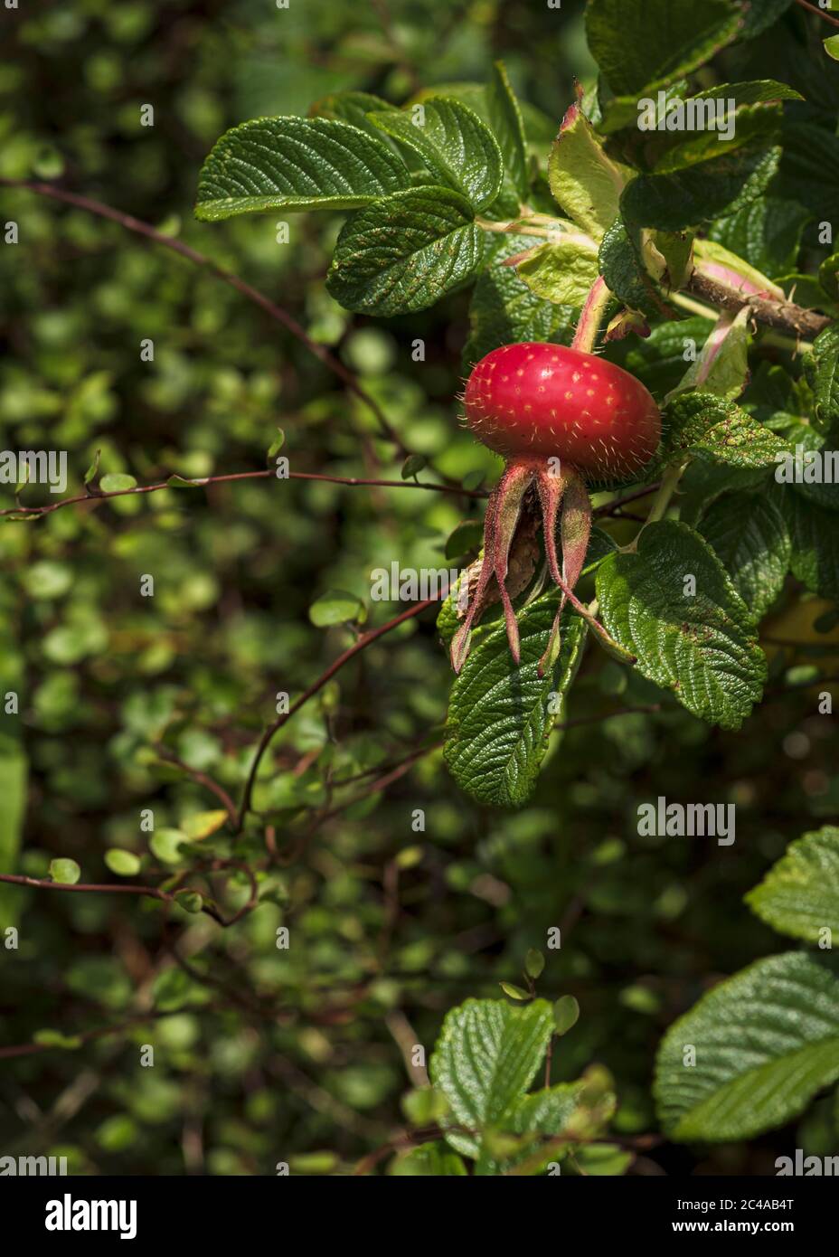 Rose Hip Seed High Resolution Stock Photography and Images - Alamy