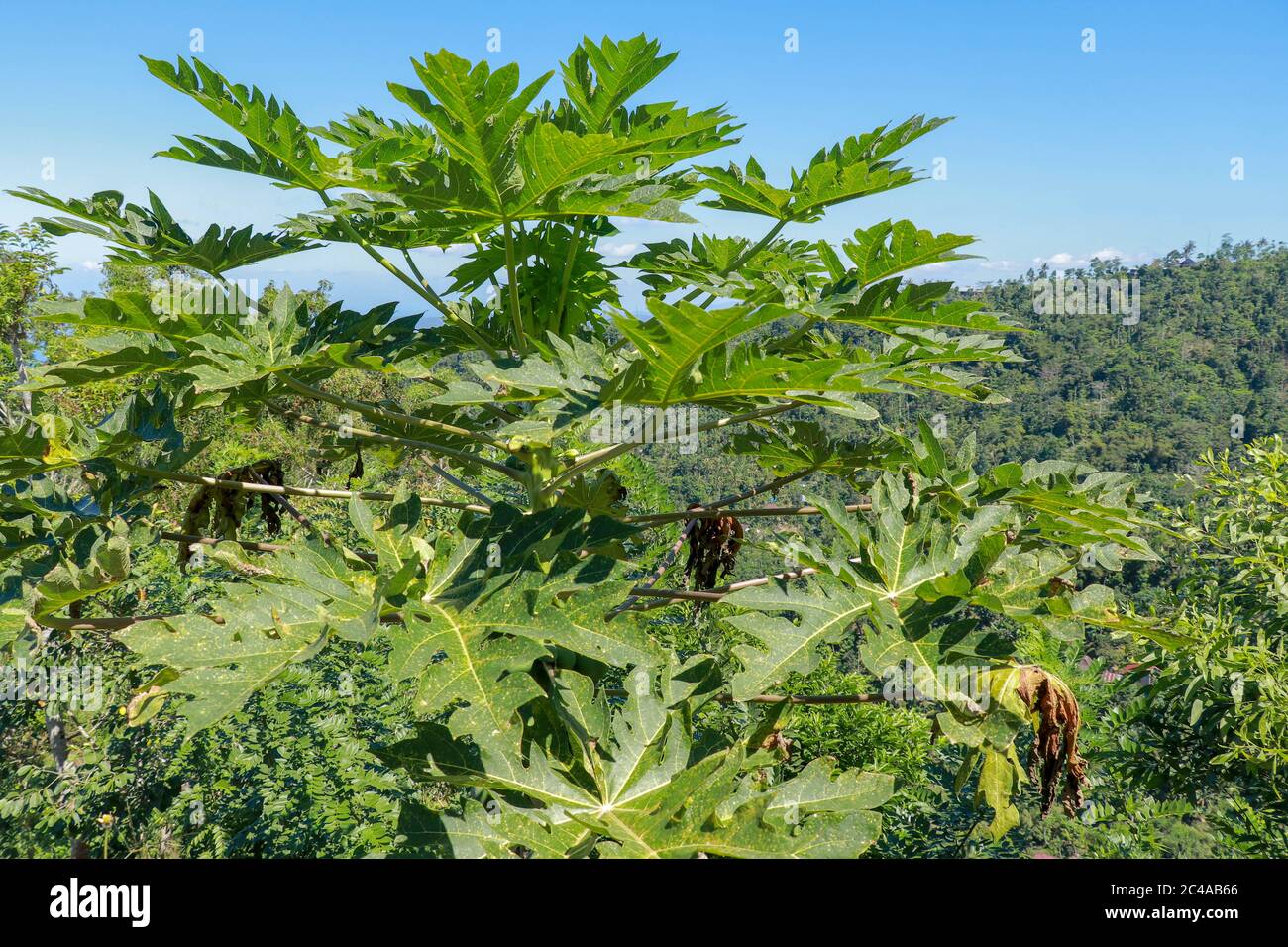 A close up view of a papaya tree with ripened fruits. Huge leaves of ...