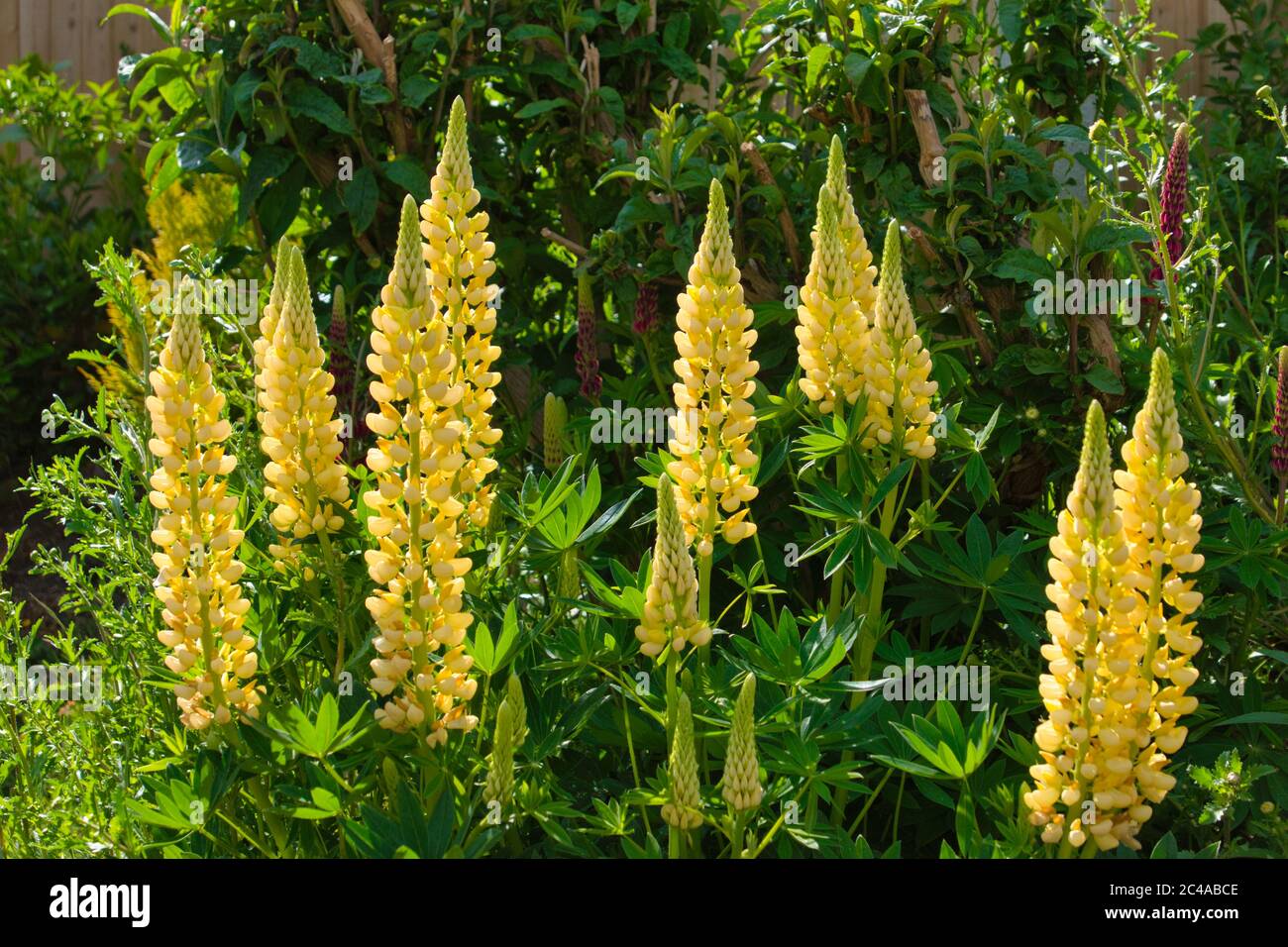 Yellow lupin hi-res stock photography and images - Alamy