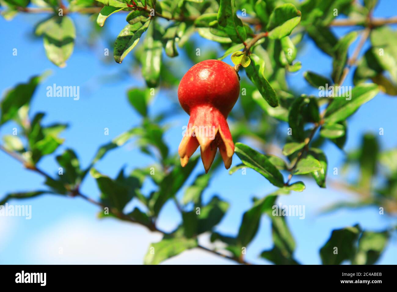 A small baby pomegranate on the green branch Stock Photo - Alamy
