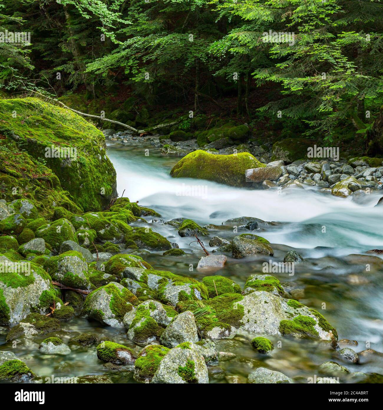 lush forest with stream of water Stock Photo - Alamy