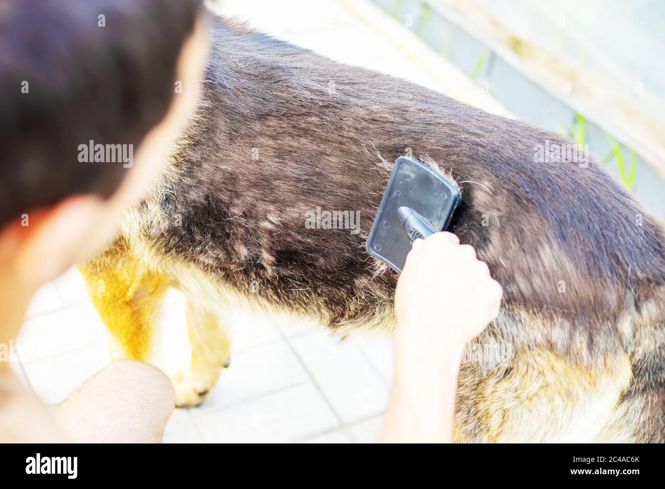 Girl combing dog hi-res stock photography and images - Alamy