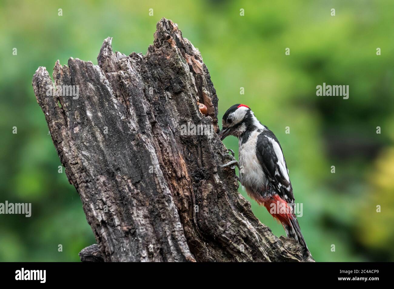 Crack animals hi-res stock photography and images - Alamy