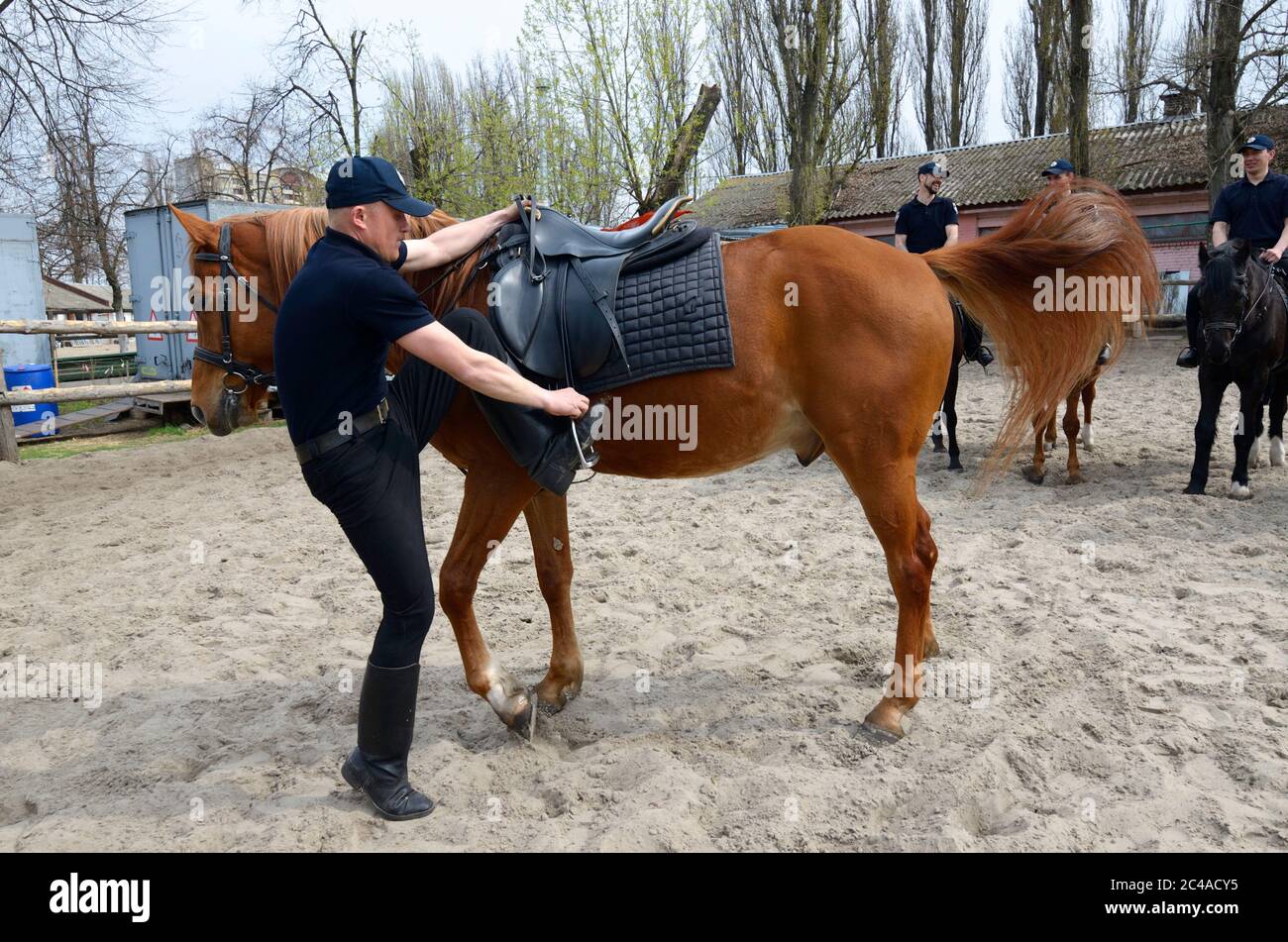 Police trainer leading horse with a horseman in a circle of a manege ...