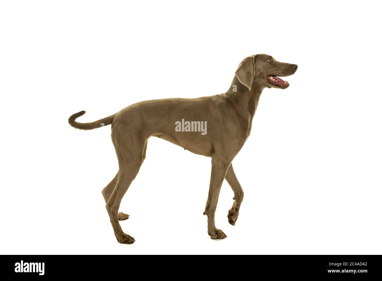 Dog sideways view Cut Out Stock Images & Pictures - Alamy