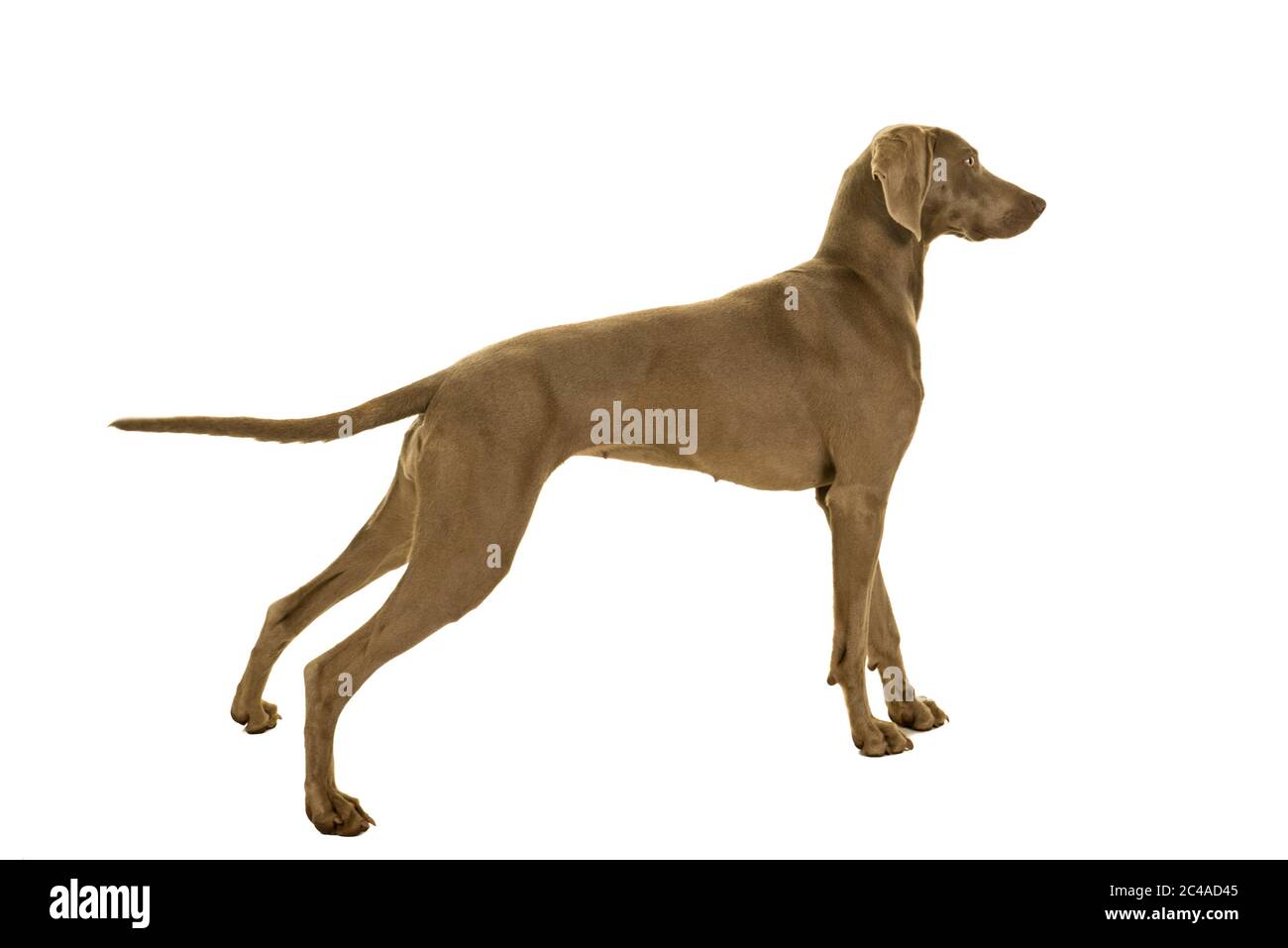 Young female weimaraner dog standing sideways full body isolated in ...