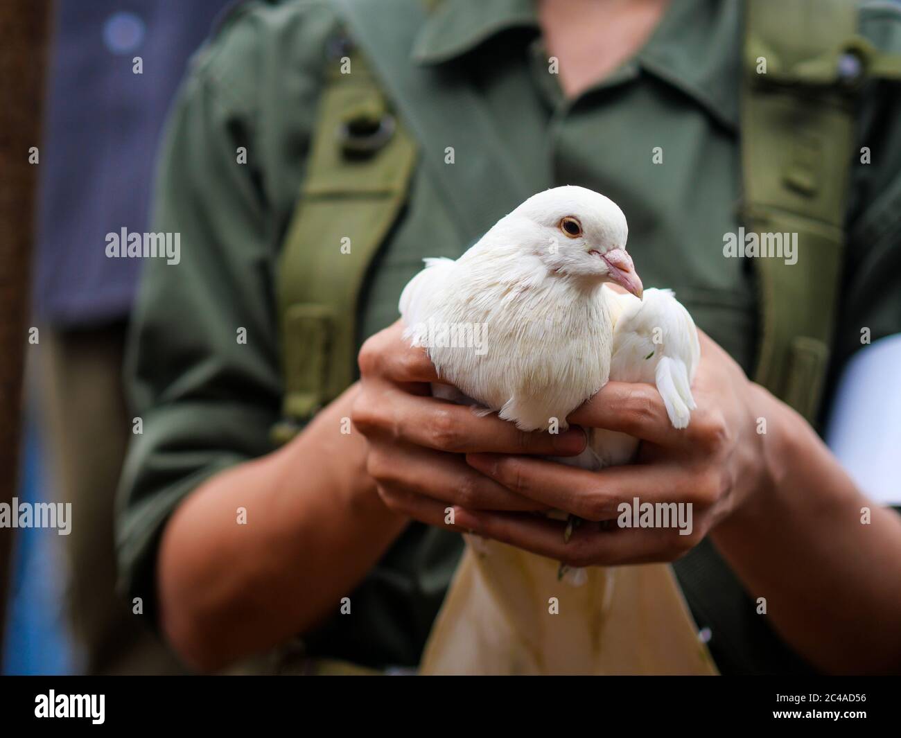Cheorwon, South Korea. 25th June, 2020. A soldier holds a dove at a ...