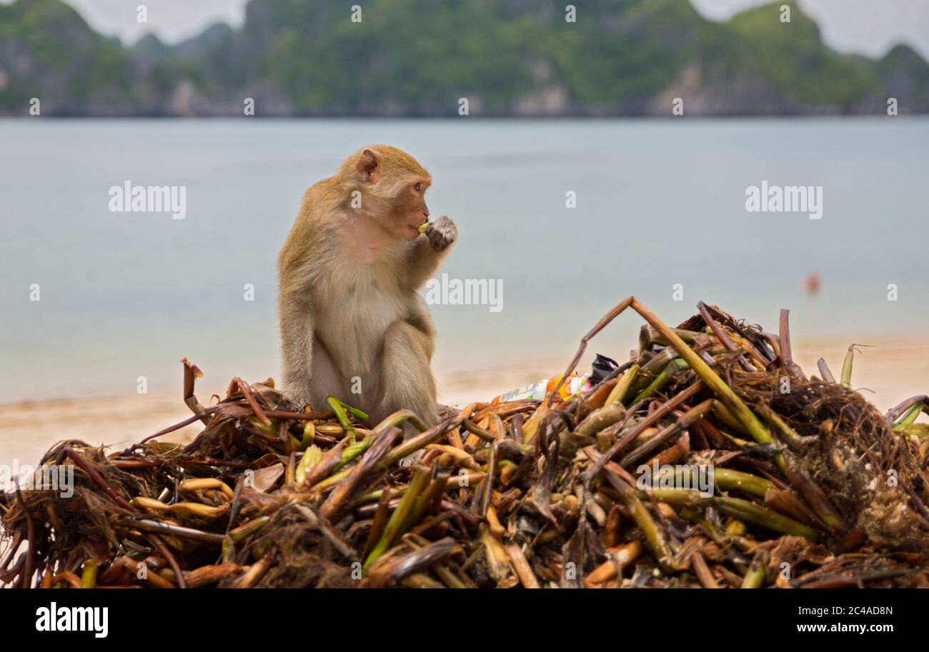 Garbage monkey hi-res stock photography and images - Alamy